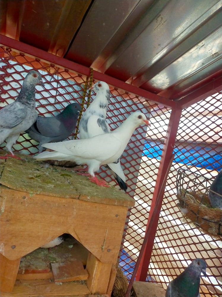 Pigeon Breeding – Harvest Haven Acres